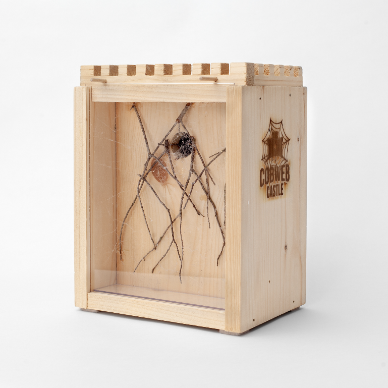 Spider Keep *With* Medium Southern House Spider | Free Shipping ...